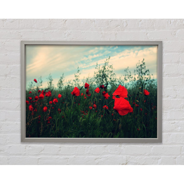 Bright Star Rote Mohnblumen an einem windigen Tag - Einzelner Bilderrahmen Kunstdrucke auf ...